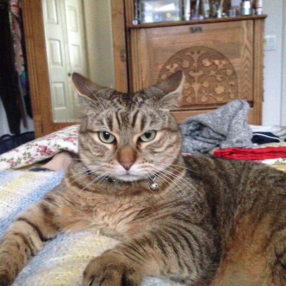The Loss Of My Mighty Zeus – Denver Sewing Collective
